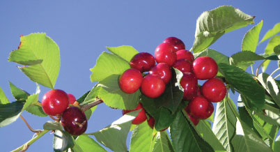 Marketing Resources – California Cherries